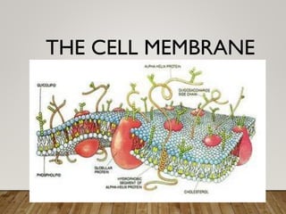 Cell membrane updated.pptx