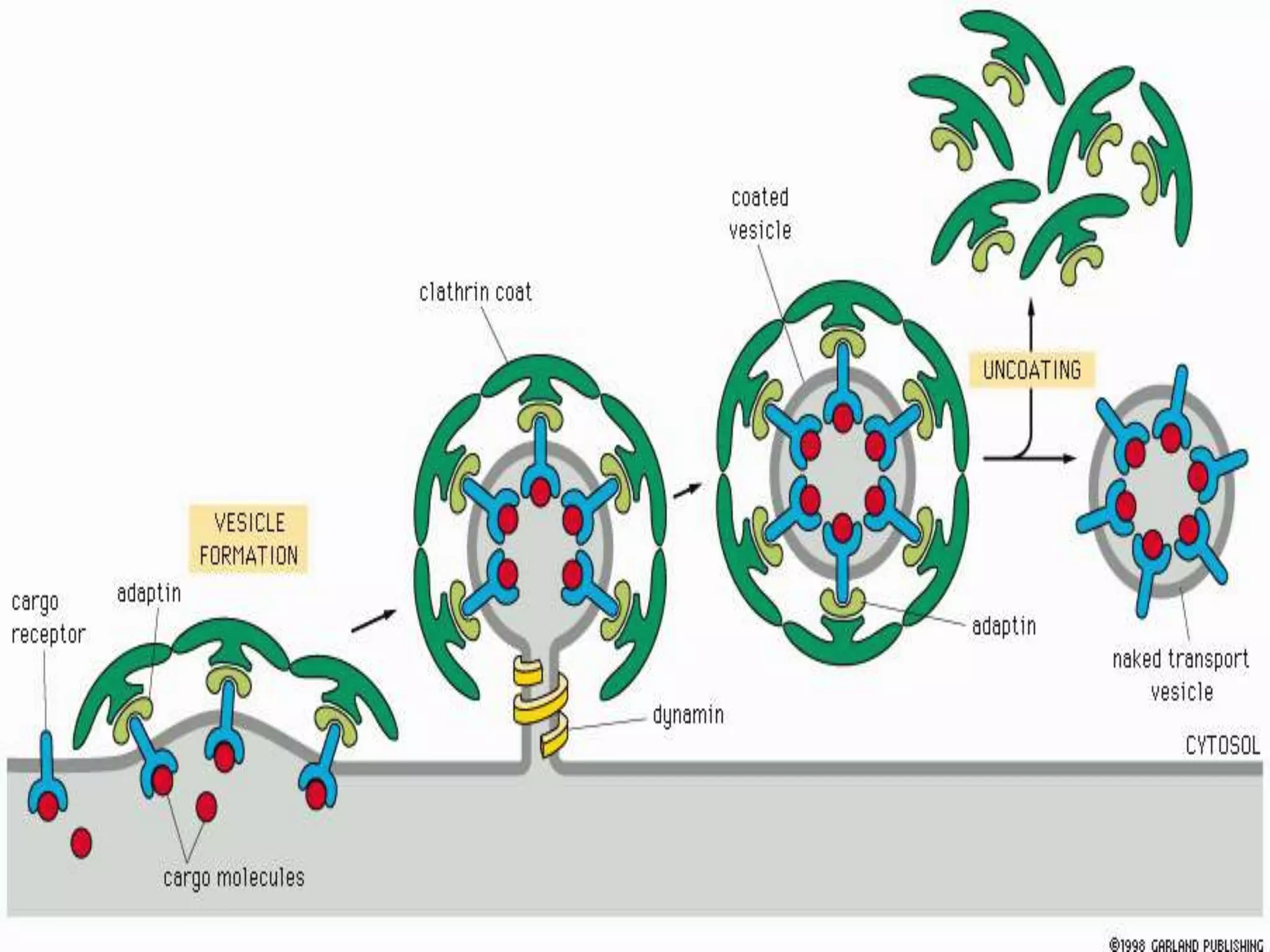 Cell membrane vesicle transportation | PPTX