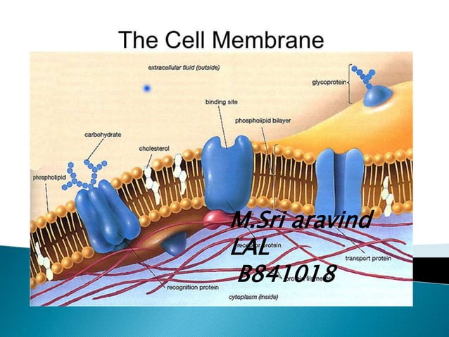 Cell mem ppt | PPT