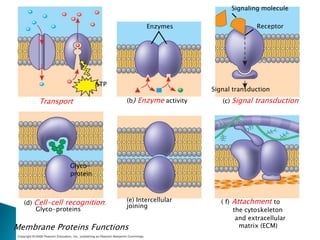 Cell mem ppt | PPT