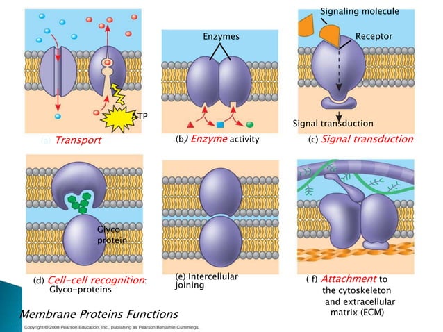 Cell mem ppt | PPT