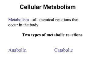 Cell metabolism | PPT