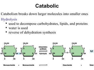 Cell metabolism | PPT