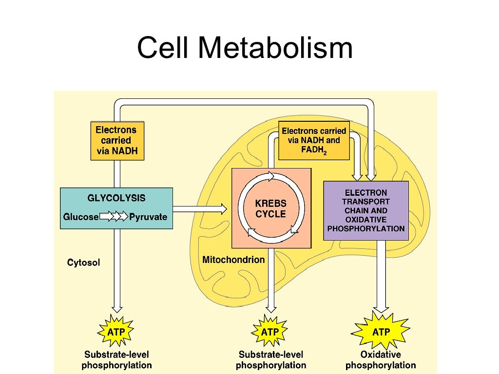 Diagram Of Metabolic Processes Metabolic Pathways Enzymes Pr