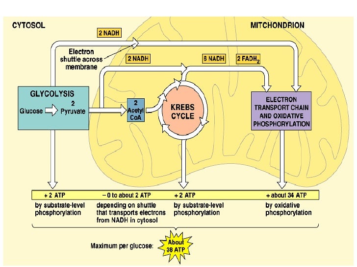 Cell metabolism