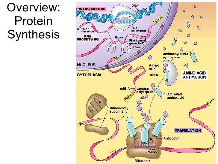 Cell metabolism