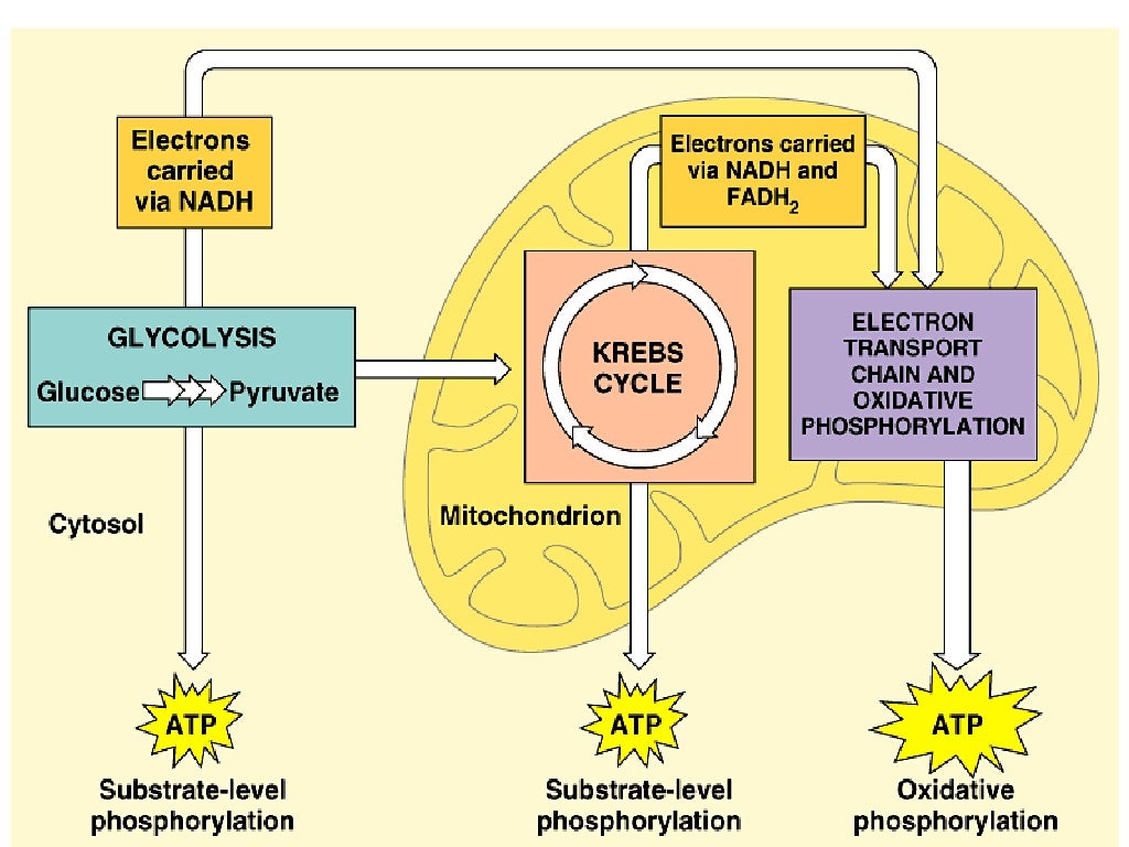 Cell metabolism
