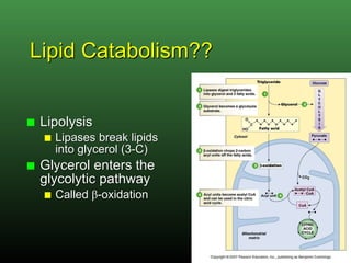 Cell Metabolism Part 2 | PPT