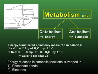 Cell Metabolism Part 2 | PPT