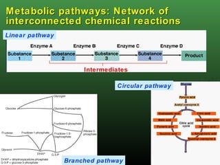 Cell Metabolism Part 2 | PPT