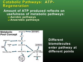 Cell Metabolism Part 2 | PPT