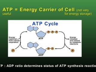 Cell Metabolism Part 2 | PPT