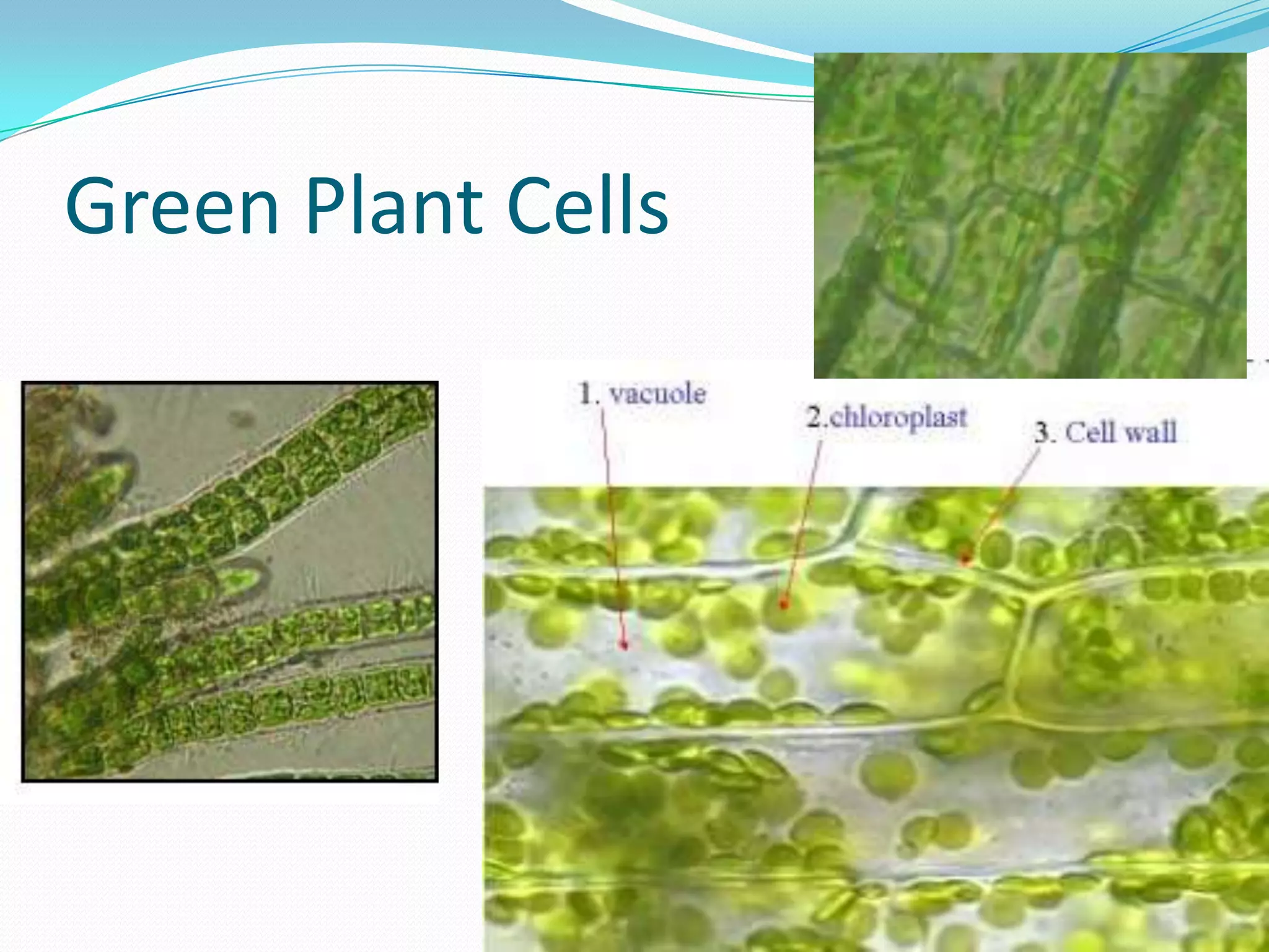 Cell microscope lab | PPTX