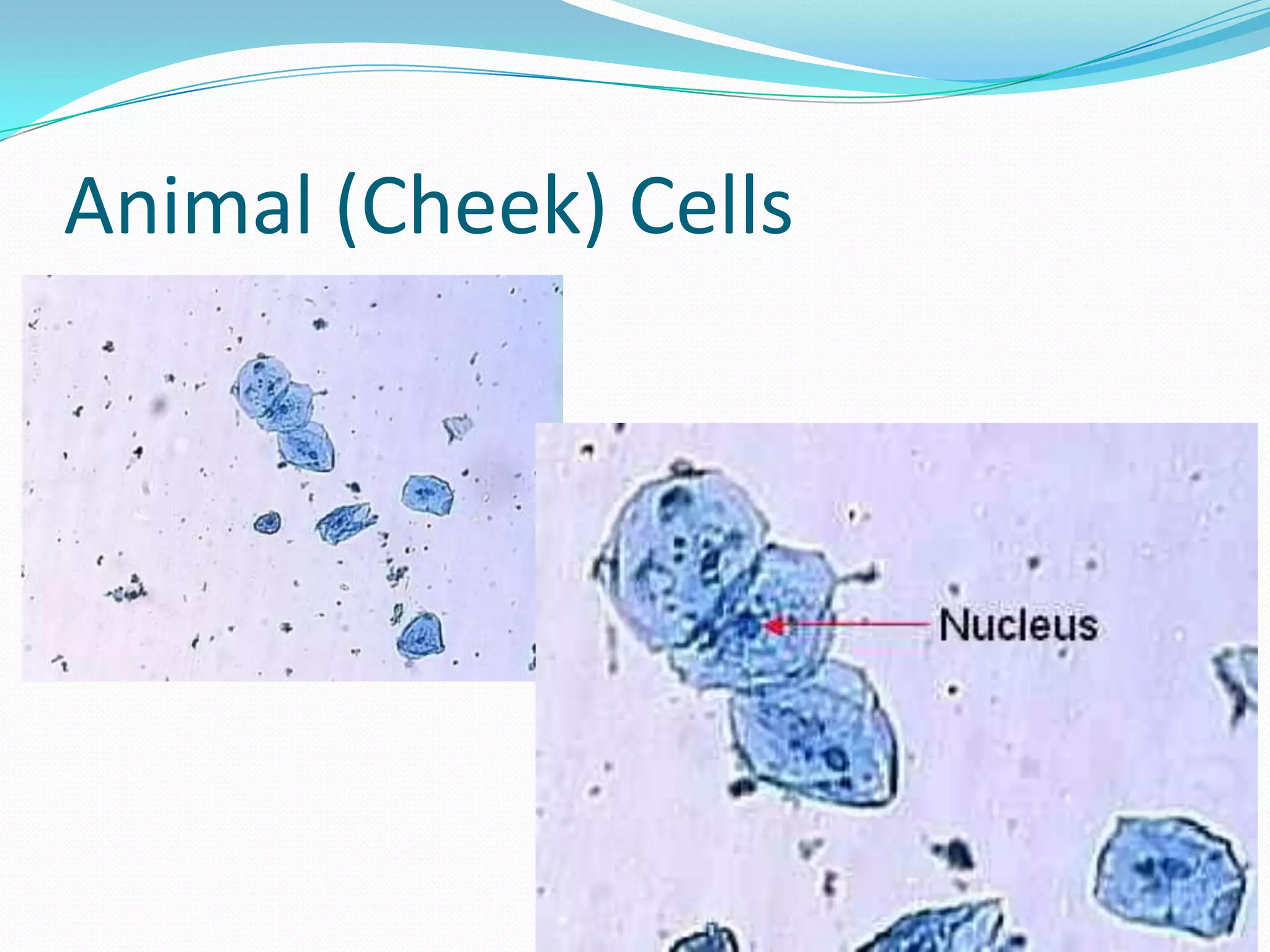 Cell microscope lab | PPTX
