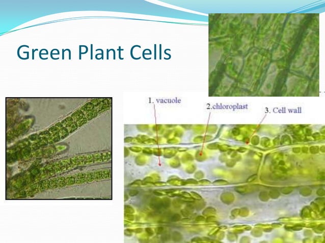 Cell microscope lab | PPTX