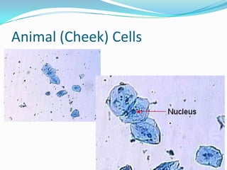 Cell microscope lab | PPTX