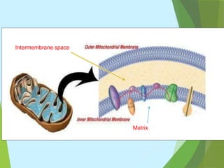 Cell mitochondria | PPTX