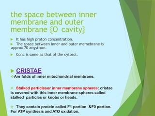 Cell mitochondria | PPTX