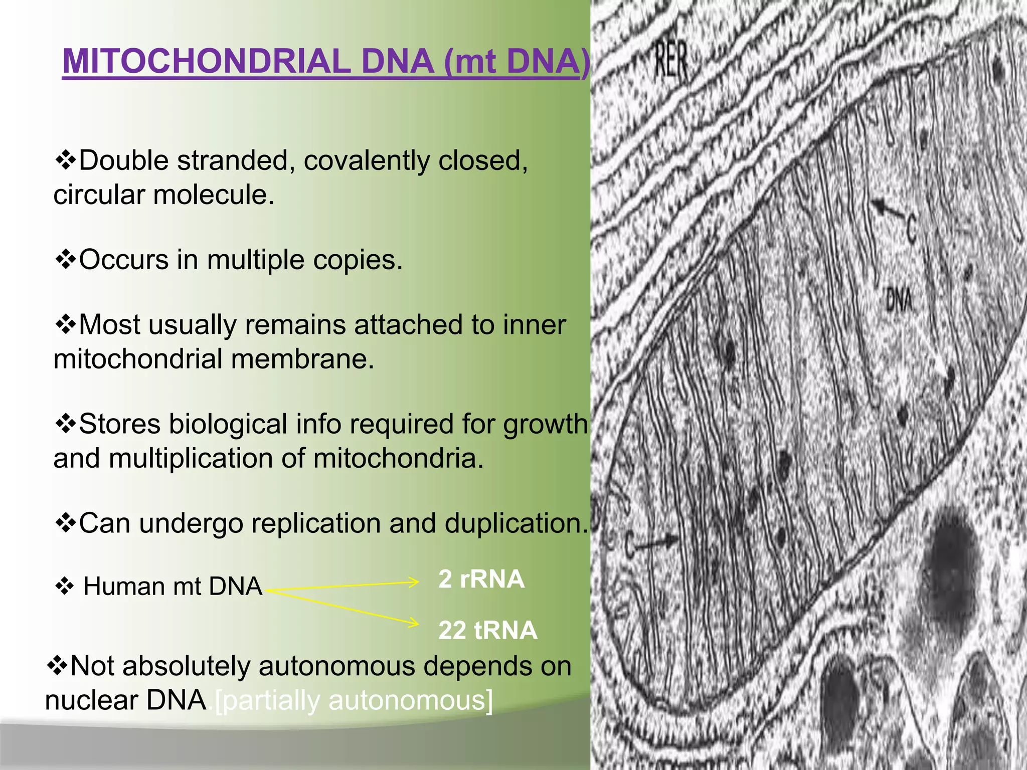 Cell mitochondria ppt | PPTX