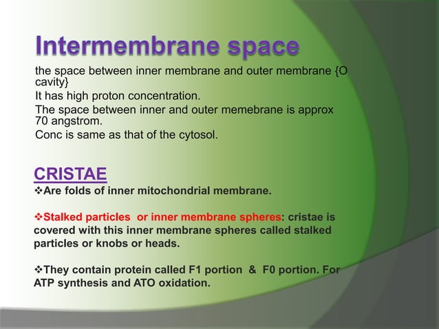 Cell mitochondria ppt | PPT