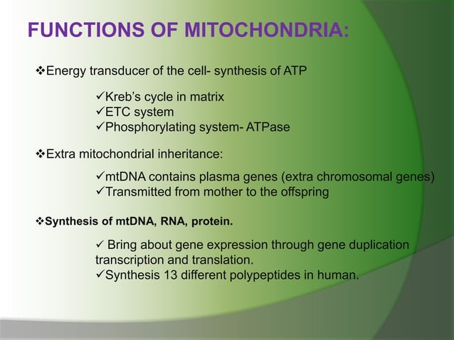 Cell mitochondria ppt | PPTX | Biological Sciences | Science