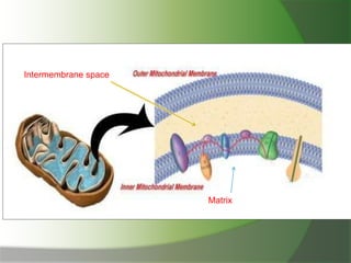 Cell mitochondria ppt | PPTX