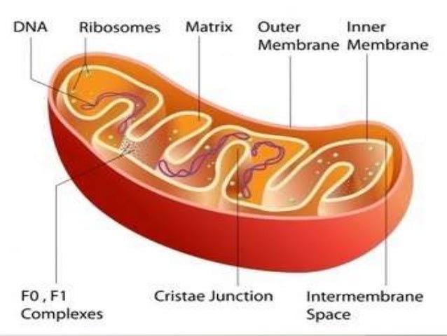 Cell mitochondria ppt