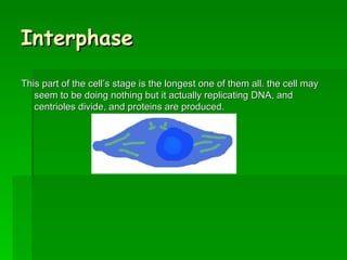 Cell mitosis | PPT