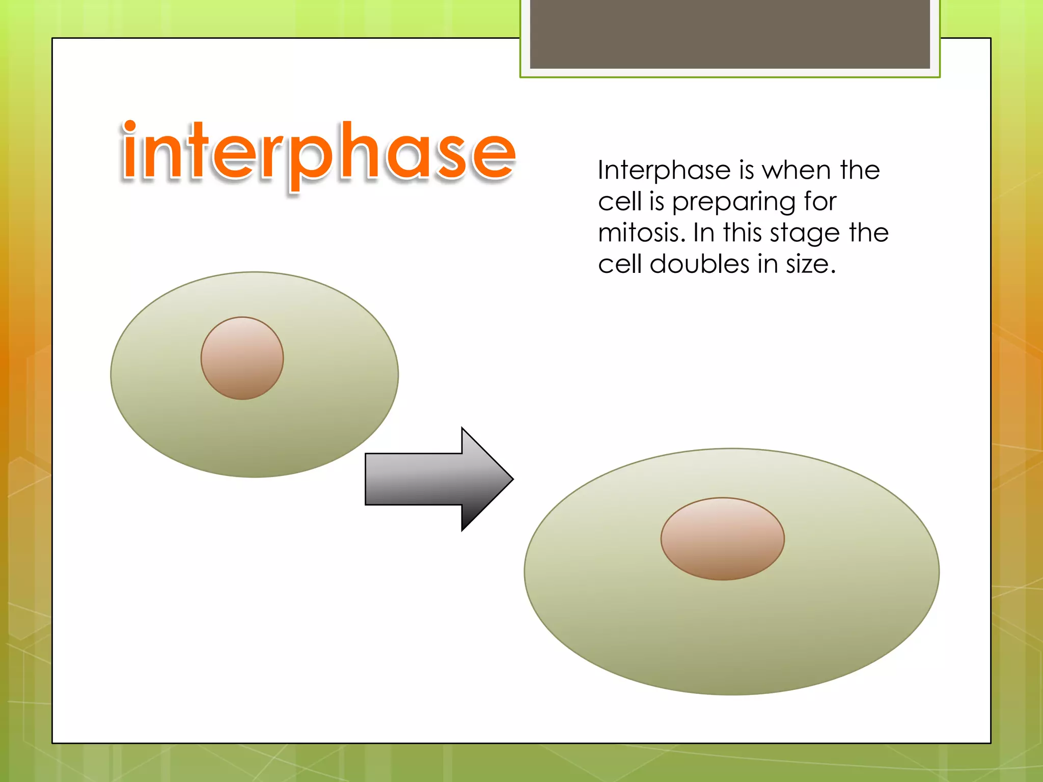 Cell mitosis | PPT