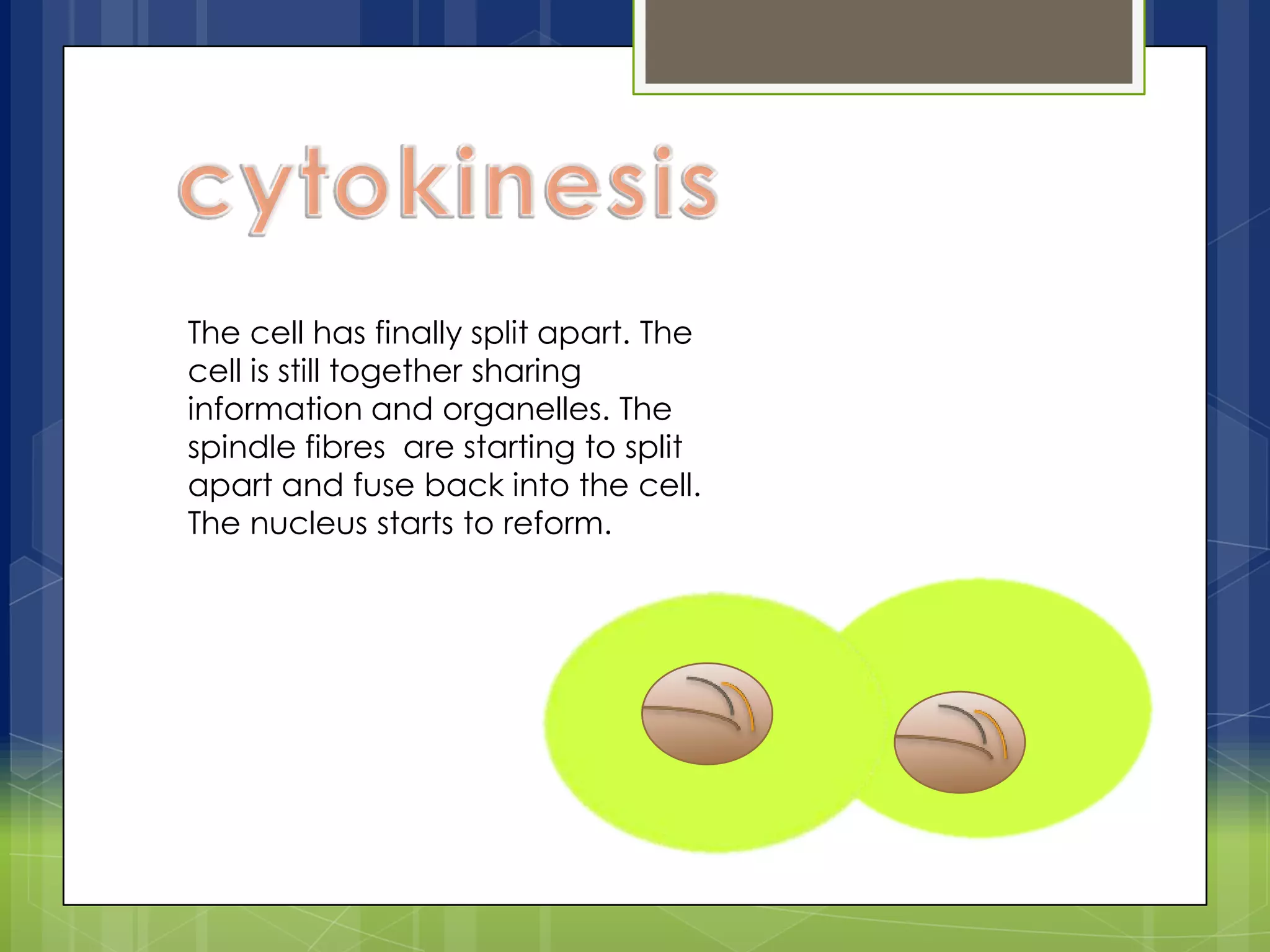 Cell mitosis | PPT