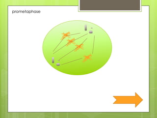 Cell mitosis | PPTX