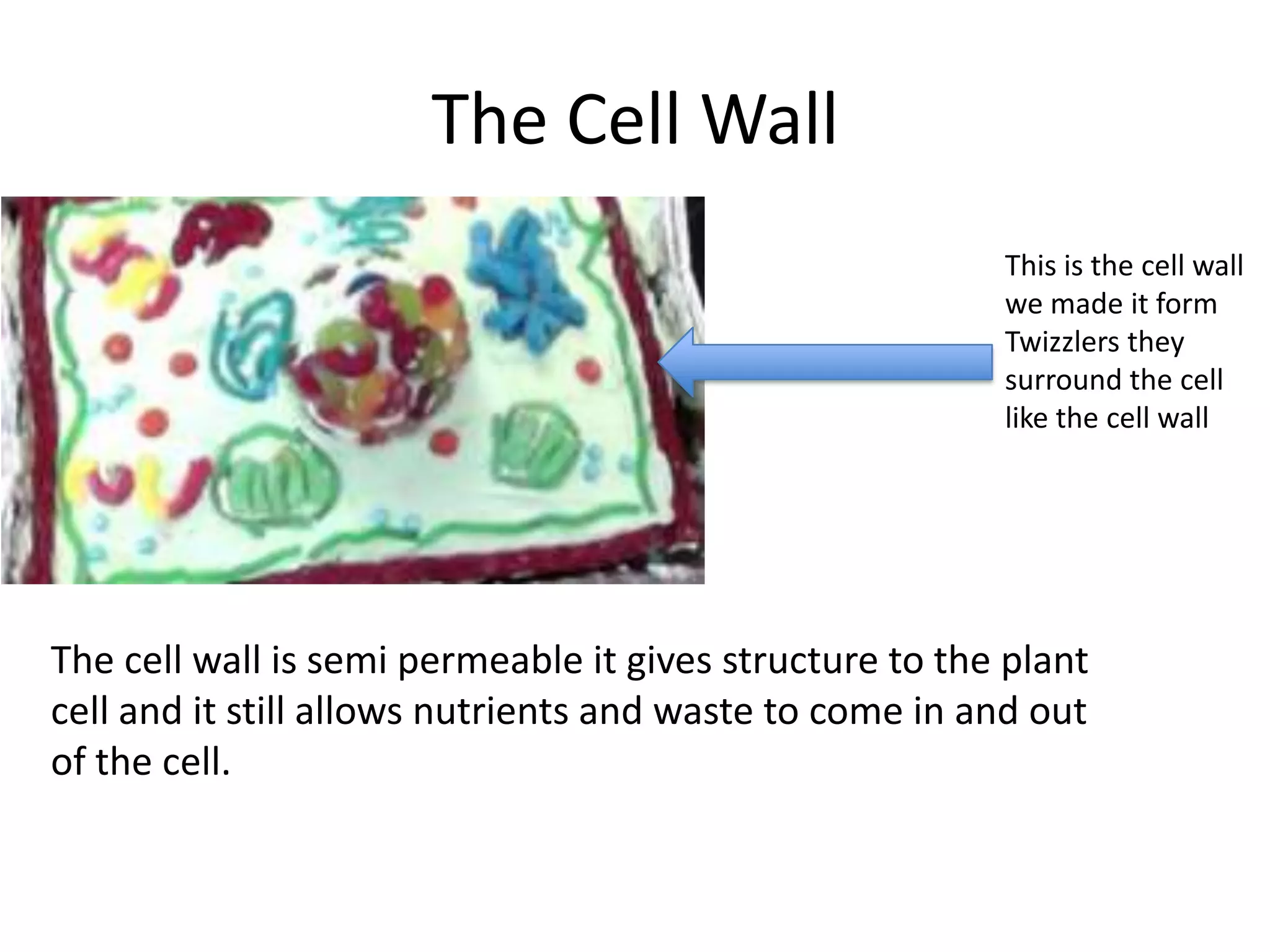 Cell moddle | PPTX