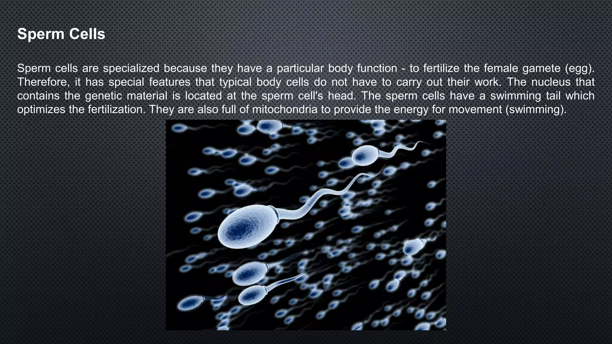 Cell_Modifications.pptx