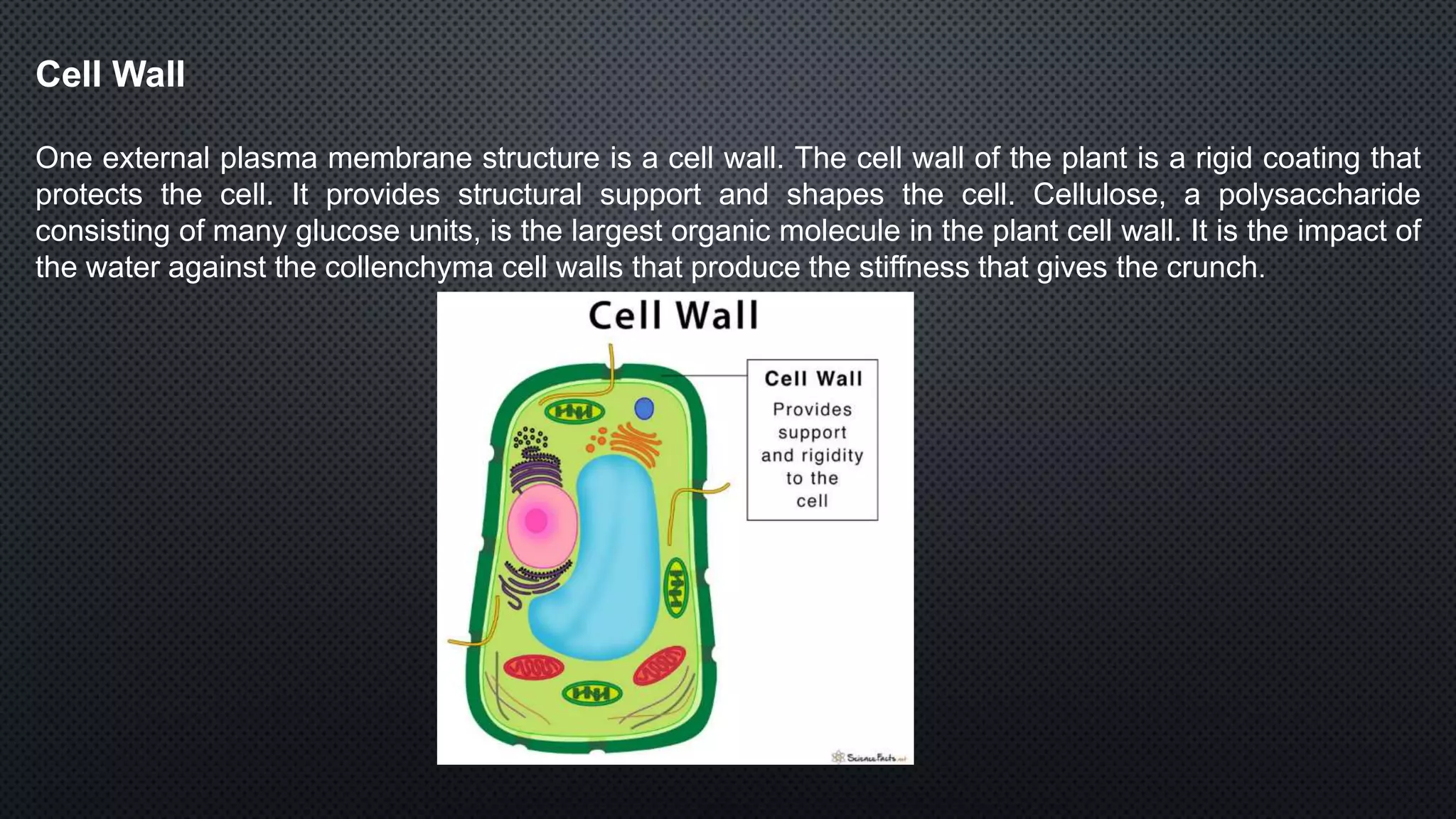 Cell_Modifications.pptx