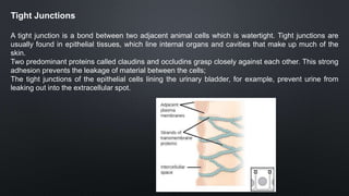 Cell_Modifications.pptx