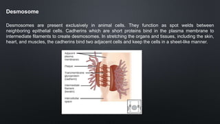 Cell_Modifications.pptx
