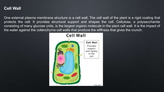 Cell_Modifications.pptx