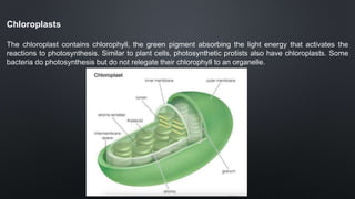 Cell_Modifications.pptx