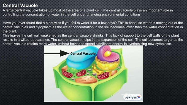 Cell_Modifications.pptx