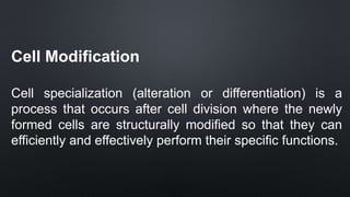 Cell_Modifications.pptx