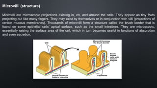 Cell_Modifications.pptx