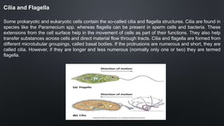 Cell_Modifications.pptx