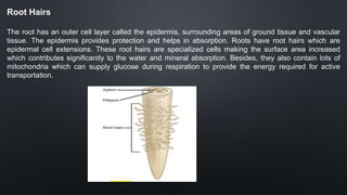 Cell_Modifications.pptx