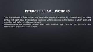 Cell_Modifications.pptx