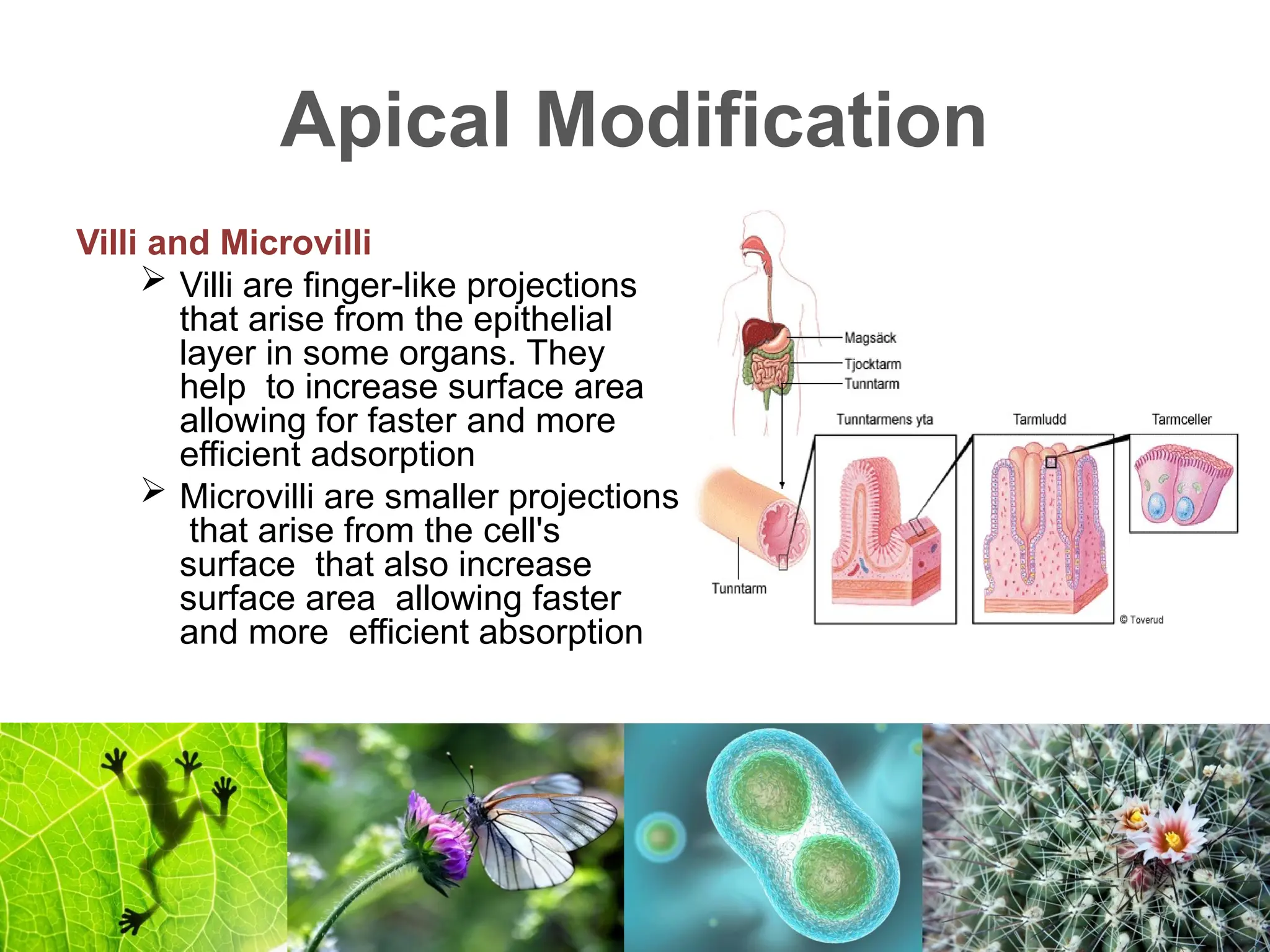 cellmodifications.pptxxxxxxxxxxxxxxxxxxxxxxxxxx | PPTX | Biological ...