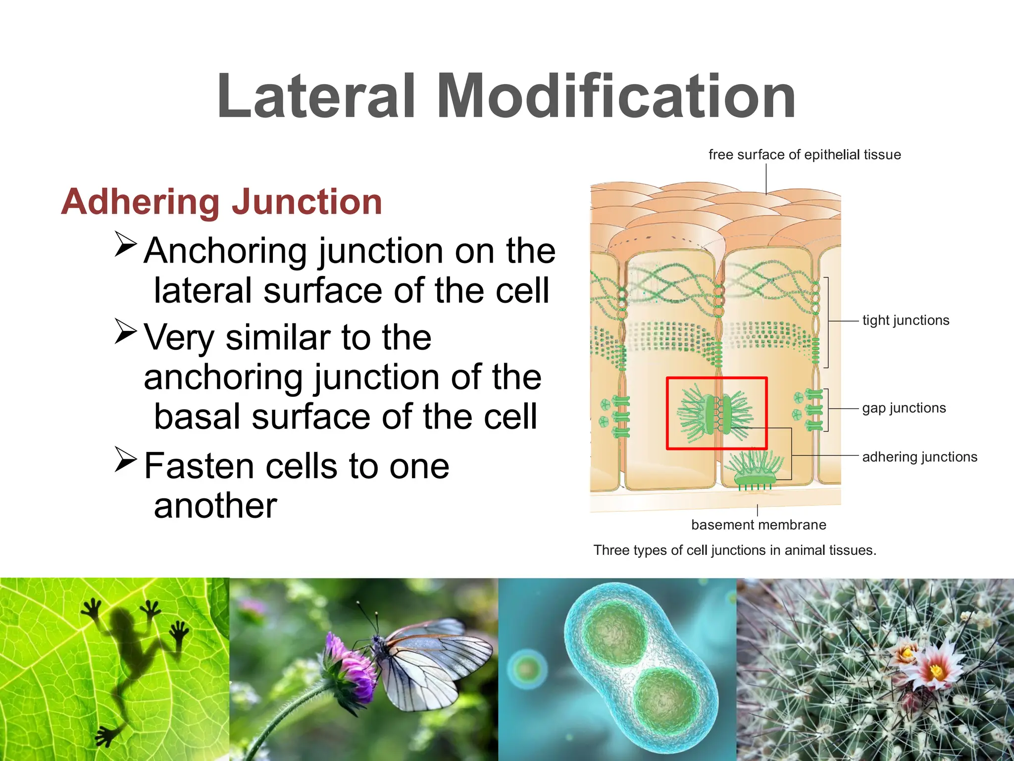 cellmodifications.pptxxxxxxxxxxxxxxxxxxxxxxxxxx | PPTX | Biological ...