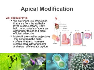 cellmodifications.pptxxxxxxxxxxxxxxxxxxxxxxxxxx | PPTX