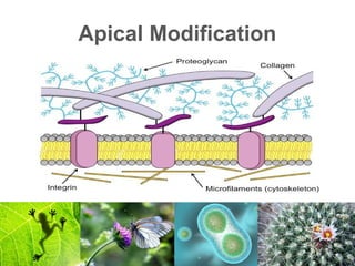 cellmodifications.pptxxxxxxxxxxxxxxxxxxxxxxxxxx | PPTX | Biological ...