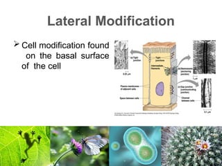 cellmodifications.pptxxxxxxxxxxxxxxxxxxxxxxxxxx | PPTX | Biological ...