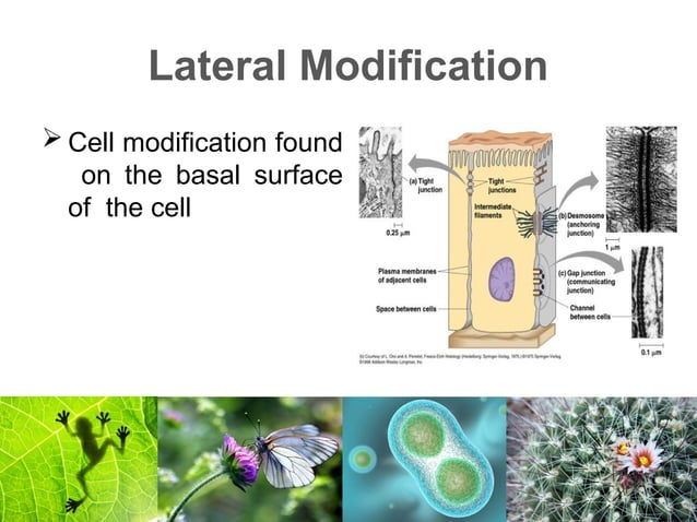 cellmodifications.pptxxxxxxxxxxxxxxxxxxxxxxxxxx | PPTX | Biological ...